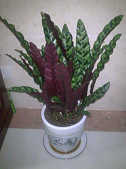 箭羽竹芋,双线竹芋,美丽竹芋_大山谷图库